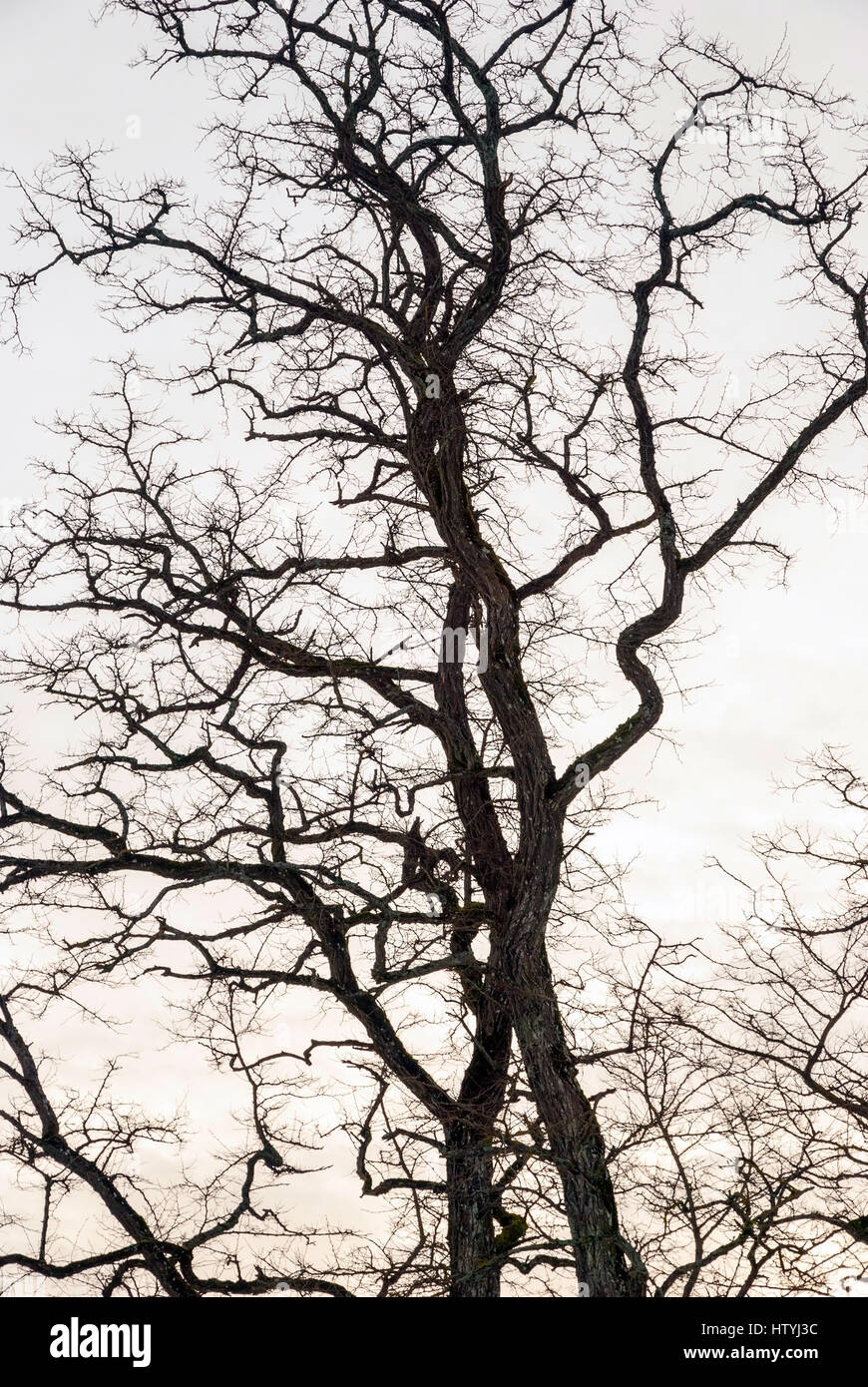 Autumn tree lonely tree silhouette hi-res stock photography and images ...