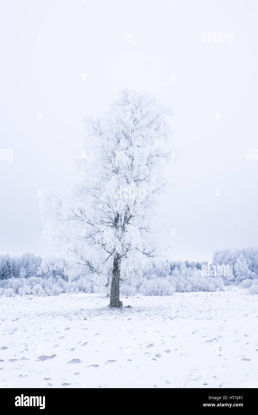 Icy cold winter in the forest. Frosty wood and ground. Freeze ...