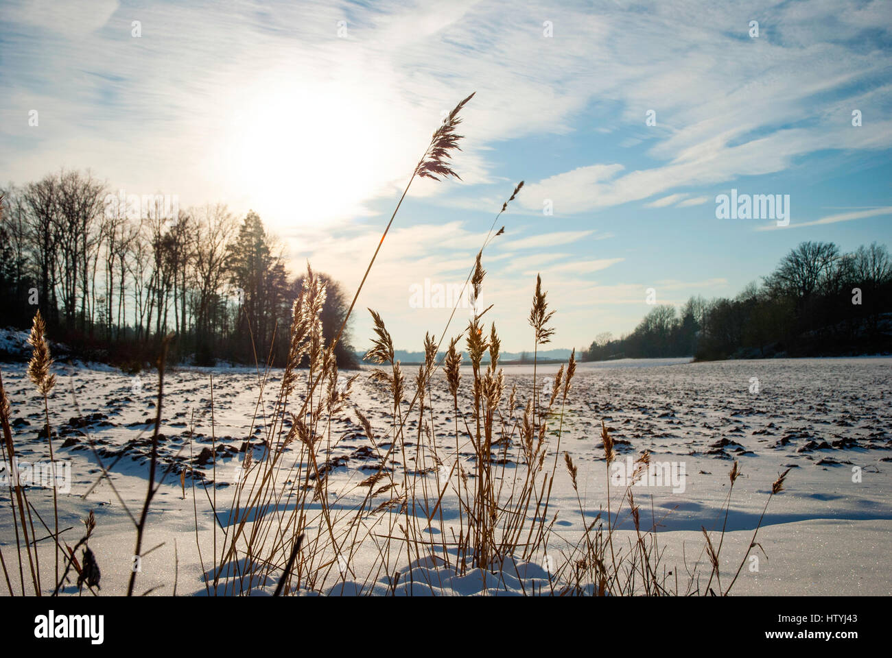Dry tall grass hi-res stock photography and images - Alamy