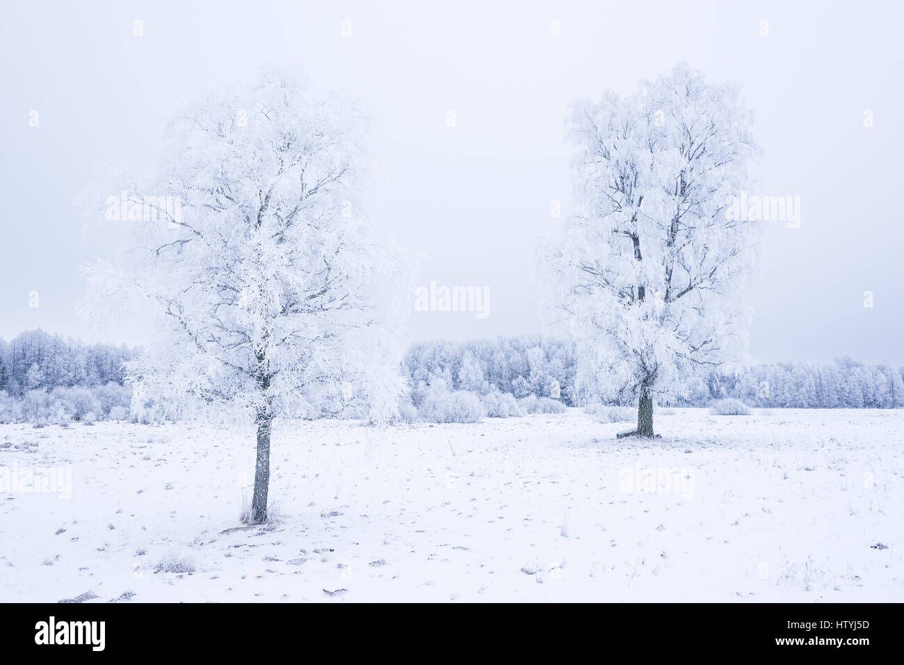 Icy cold winter in the forest. Frosty wood and ground. Freeze ...