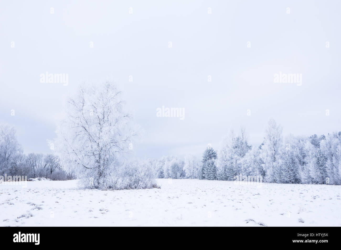 Icy cold winter in the forest. Frosty wood and ground. Freeze ...