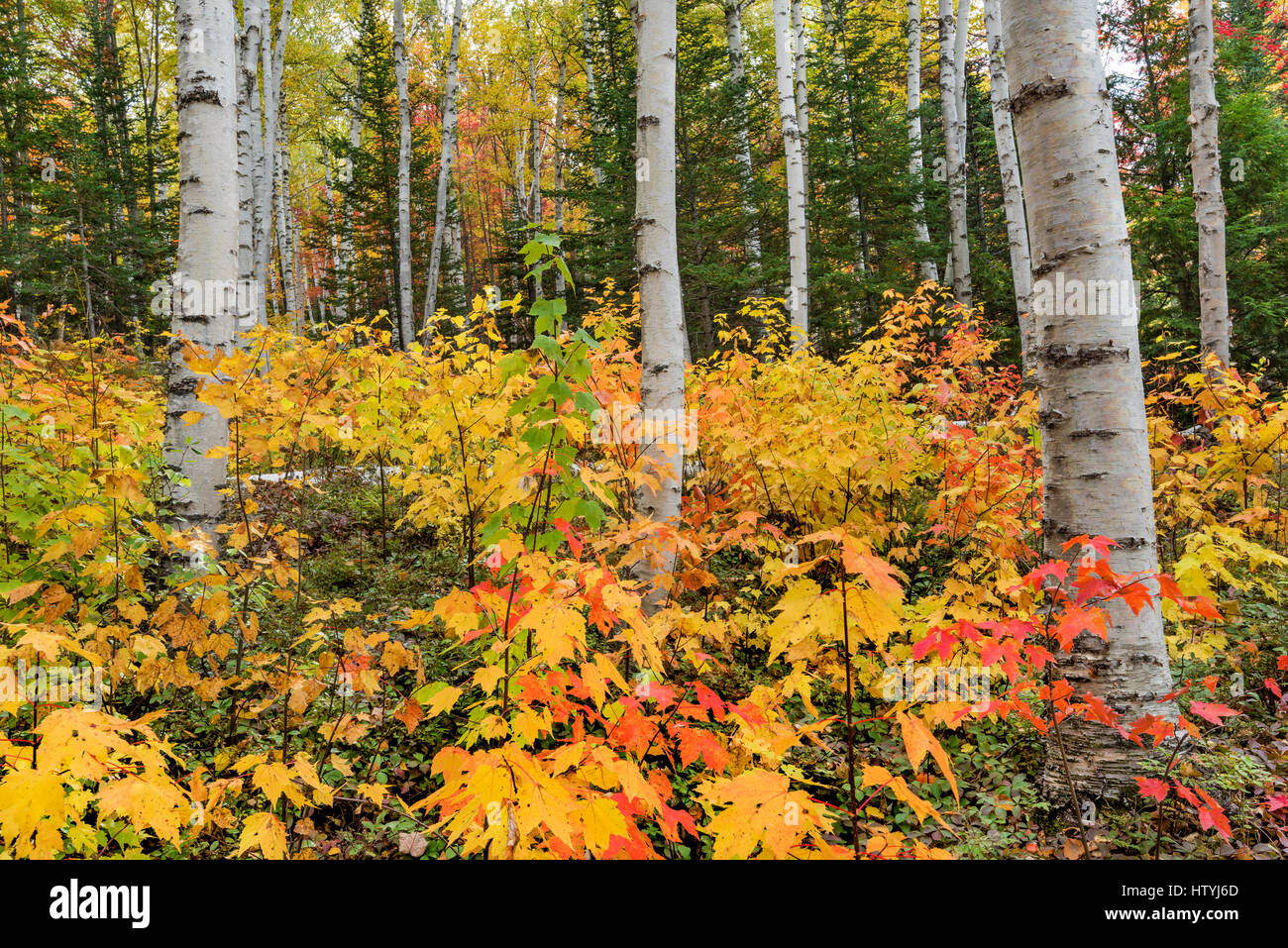 Birch sapling hi-res stock photography and images - Alamy