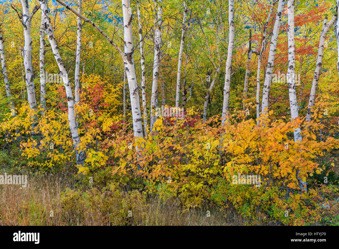Colorful fall foliage contrasts with the white birch bark, Coos County, Pinkham Notch, White ...