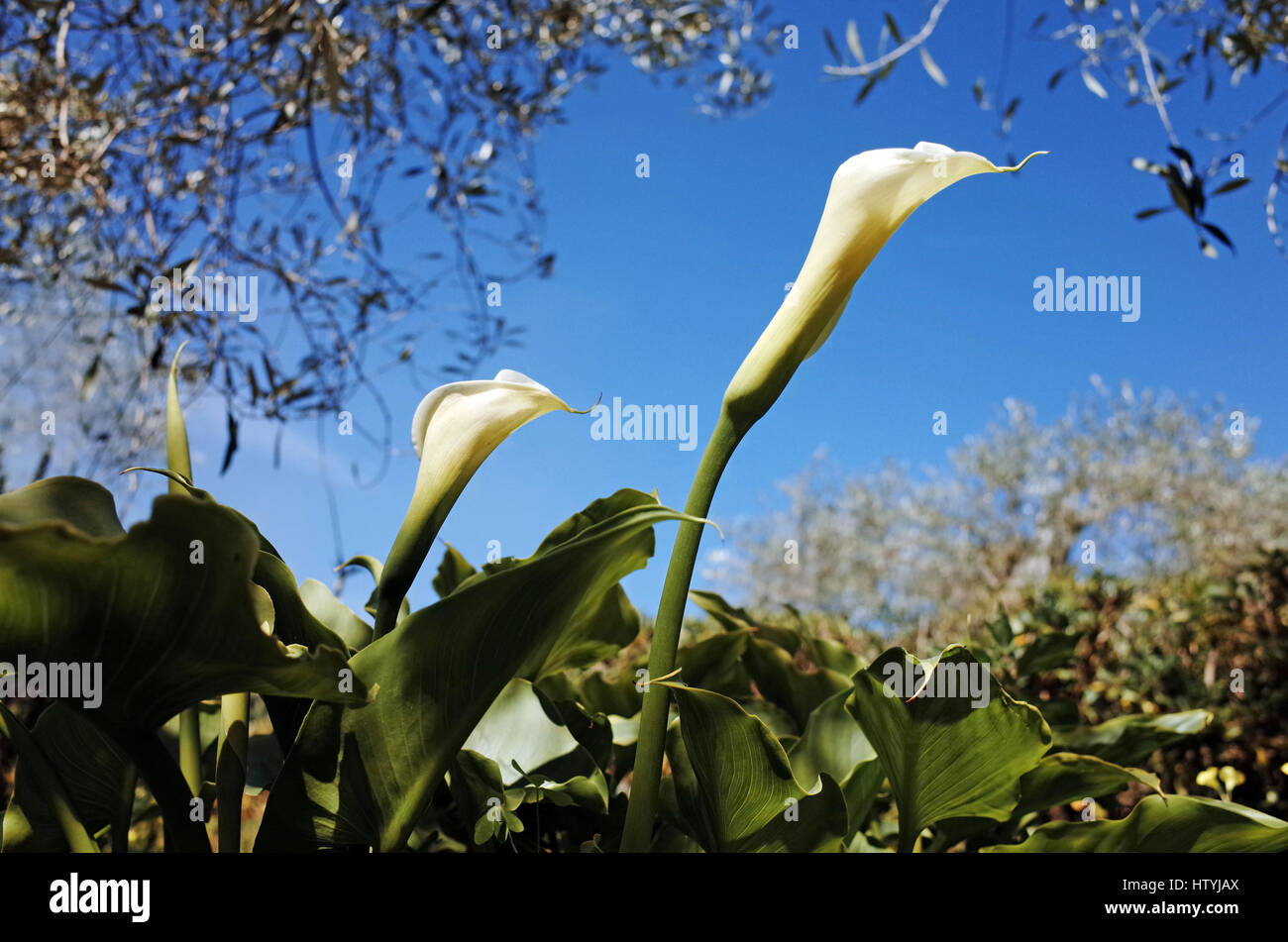Water arum (Calla palustris Stock Photo - Alamy