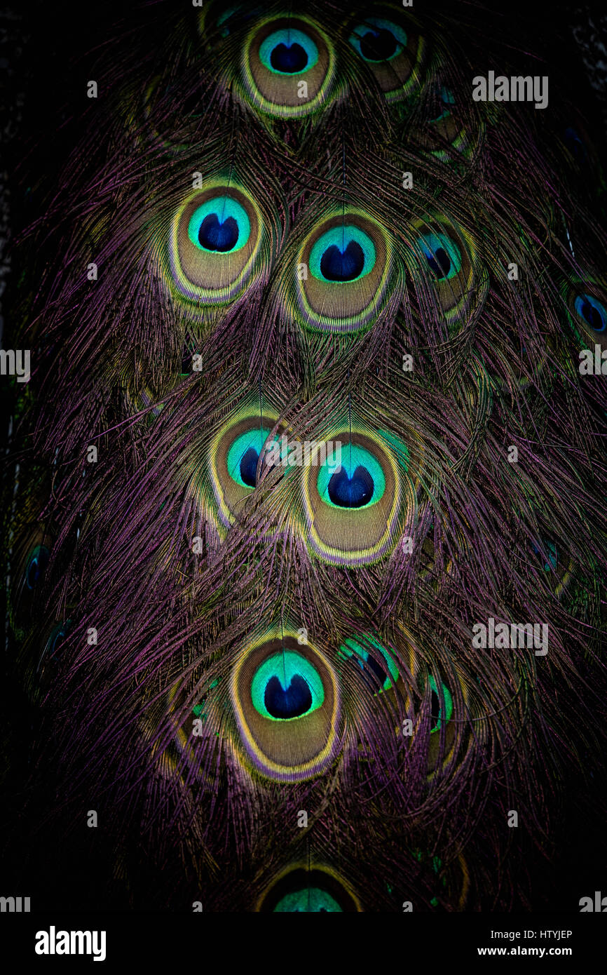 Ongoing personal project - Pierre the Peacock. Picture date: Tuesday ...