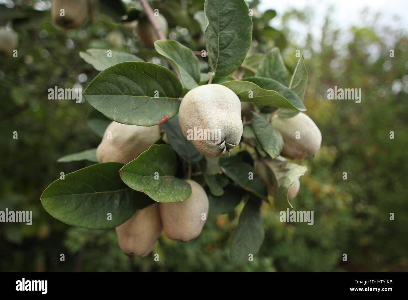 quince fruit hanging branches tree, tart scented sour Stock Photo - Alamy