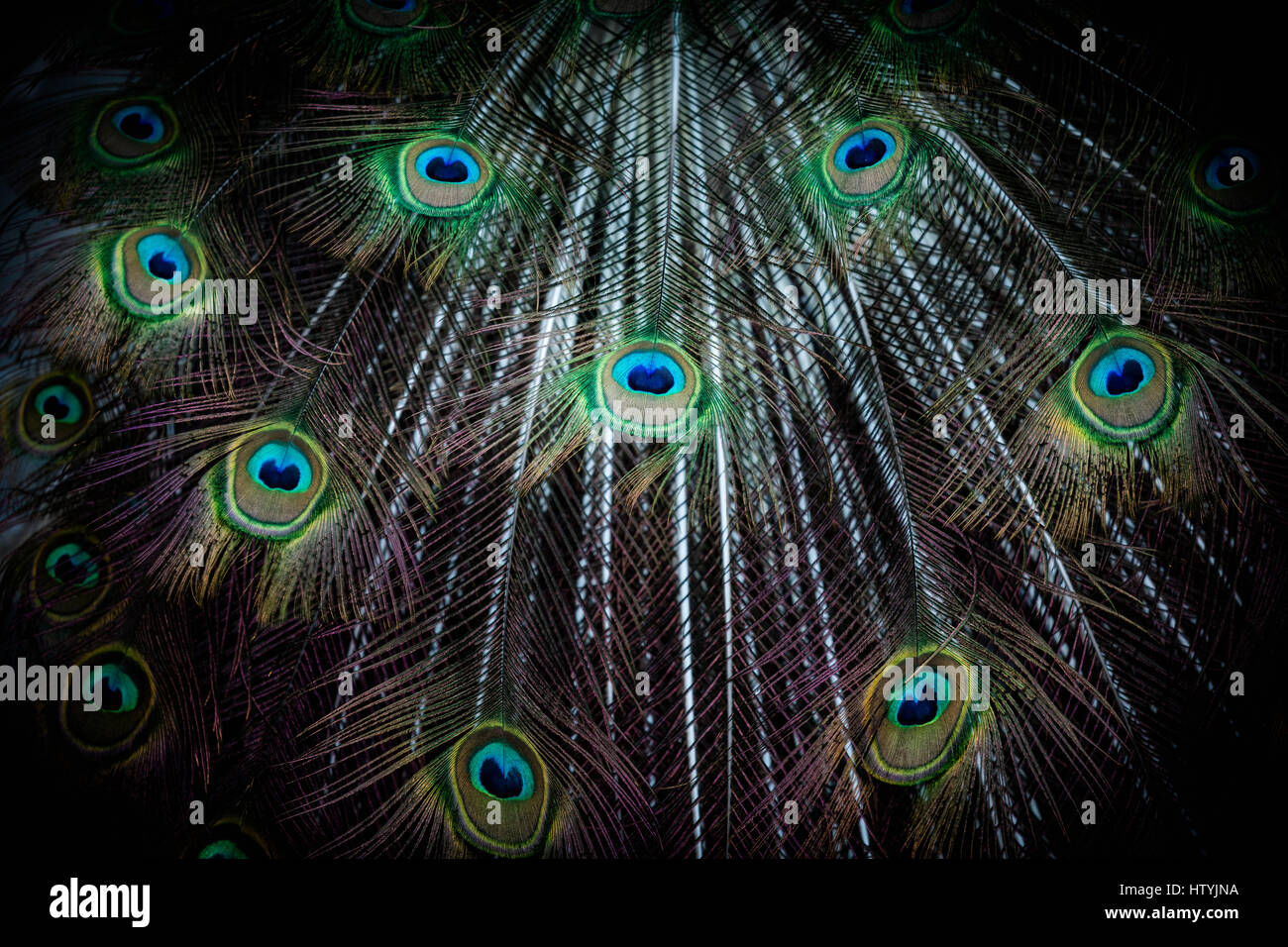 Ongoing personal project - Pierre the Peacock. Picture date: Tuesday ...