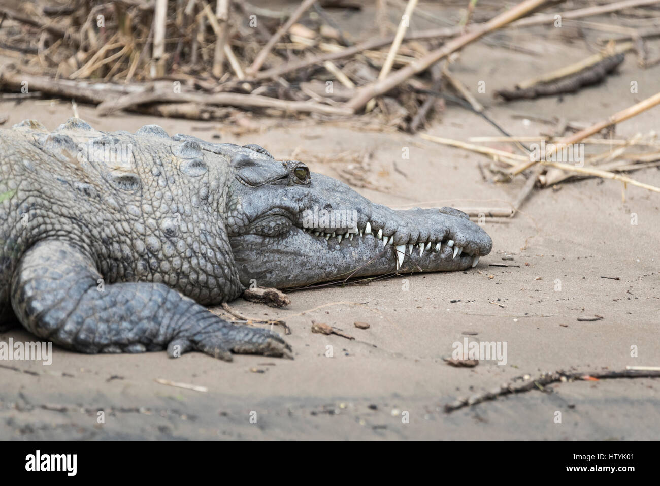 Waiting crocodile hi-res stock photography and images - Alamy