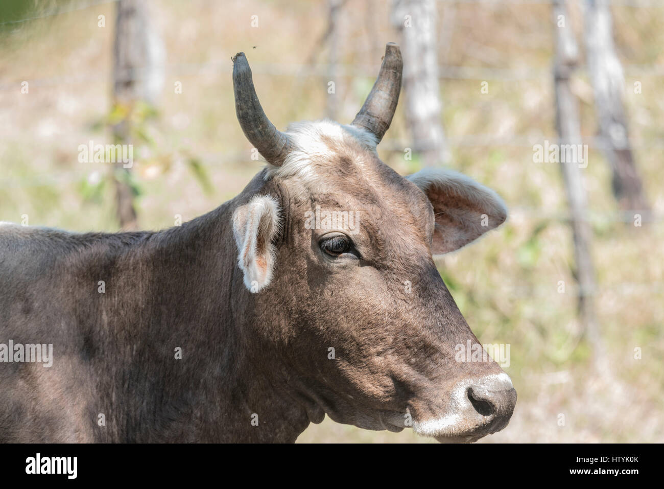 A head shot of a short horned Mexican cow Stock Photo - Alamy