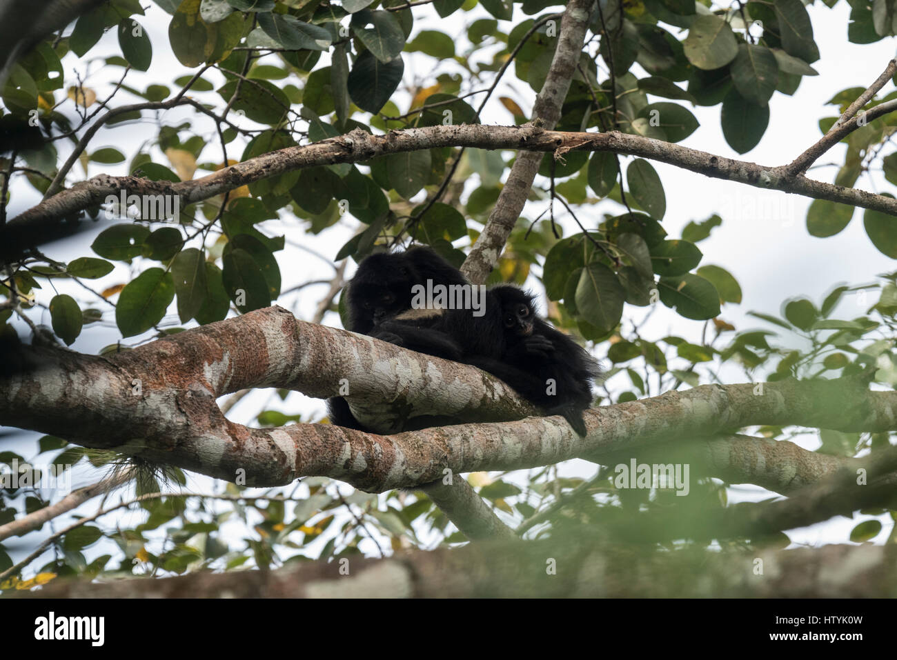 Black howler monkey mexico hi-res stock photography and images - Alamy