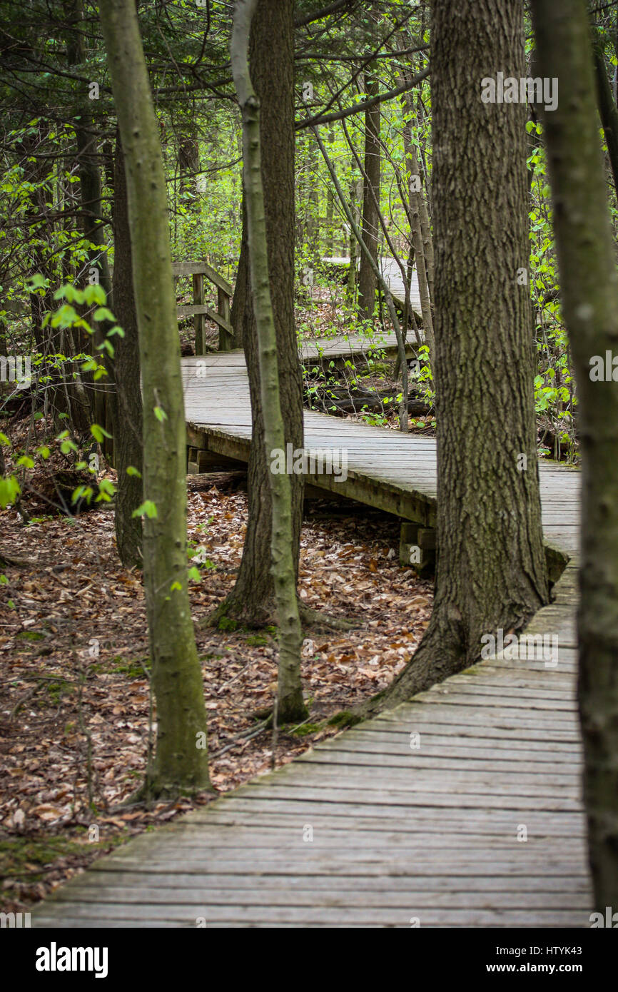 wooden path going through the woods Stock Photo - Alamy