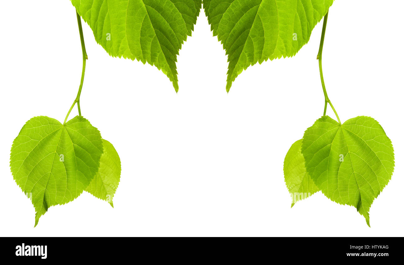 Young spring tilia leaves. Isolated on white background with copy space ...