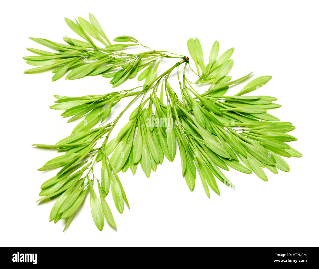 Spring ash seeds. Isolated on white background Stock Photo - Alamy