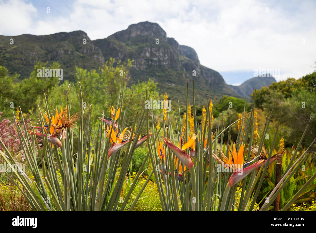 Kirstenbosch gardens hi-res stock photography and images - Alamy
