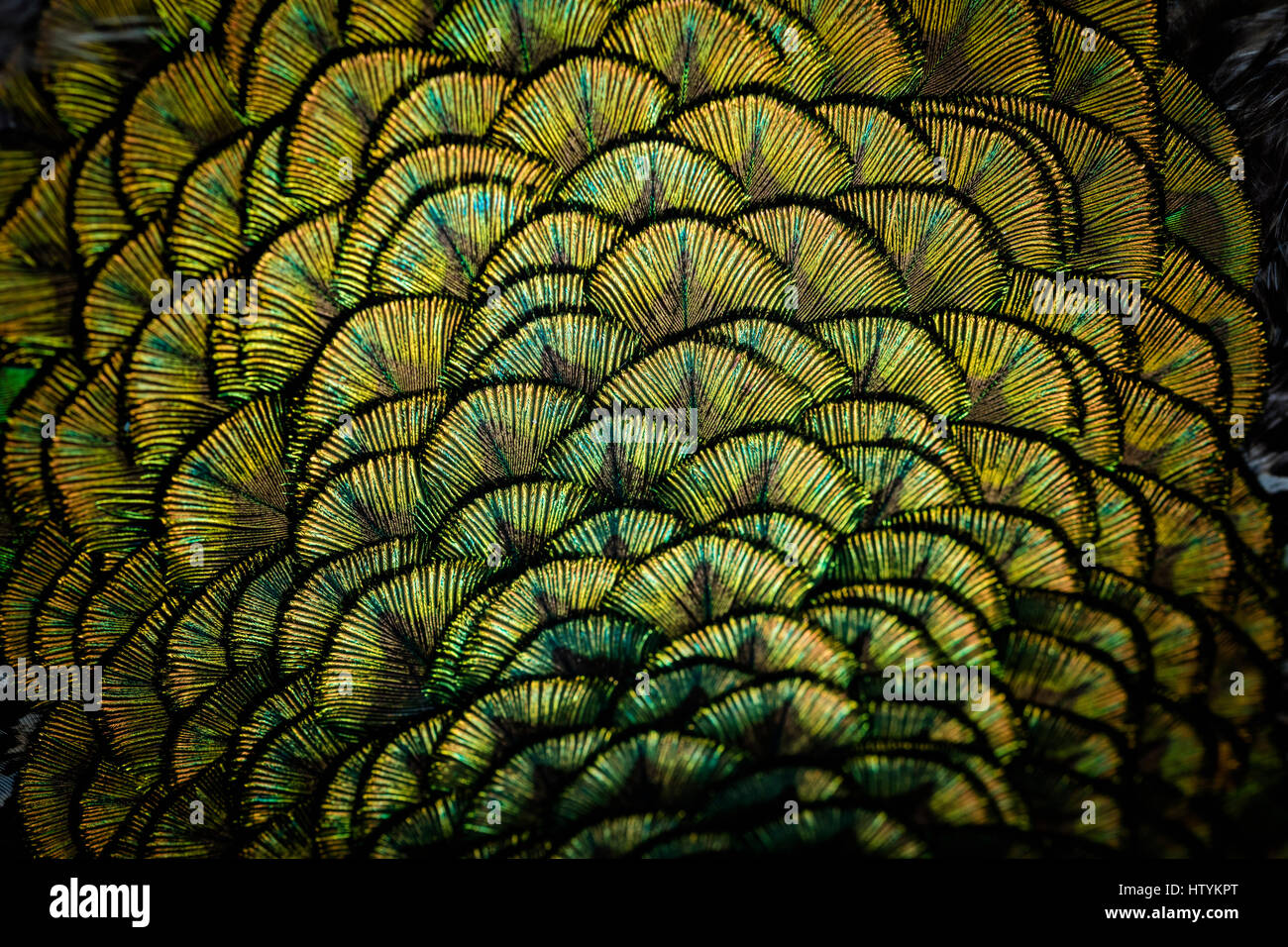 Ongoing personal project - Pierre the Peacock. Picture date: Wednesday ...