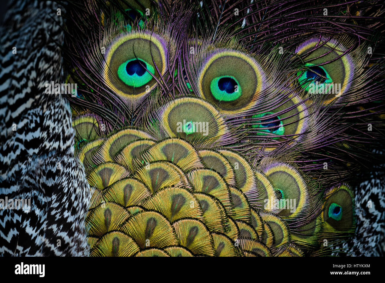 Ongoing personal project - Pierre the Peacock. Picture date: Wednesday ...