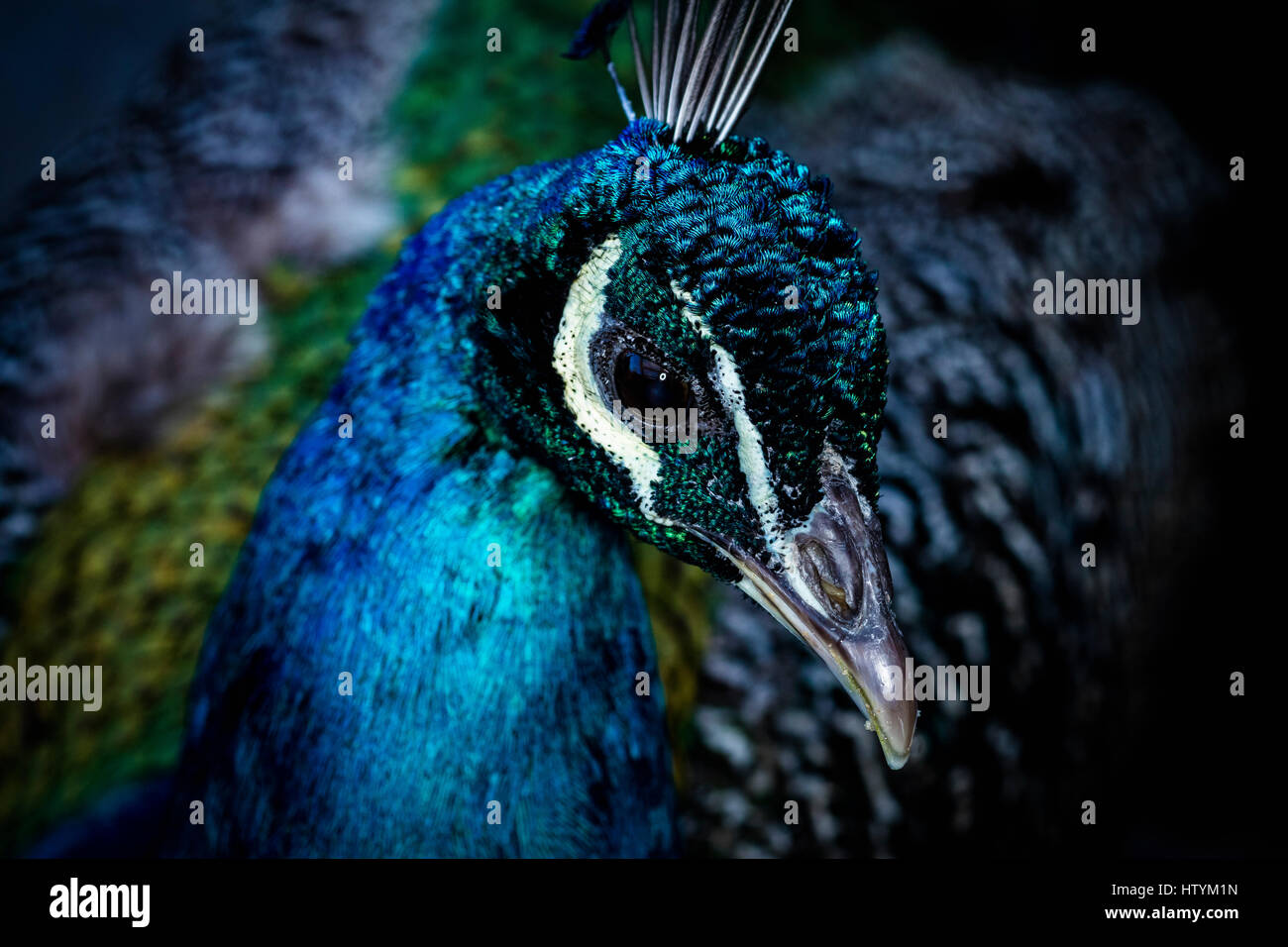 Ongoing personal project - Pierre the Peacock. Picture date: Wednesday ...