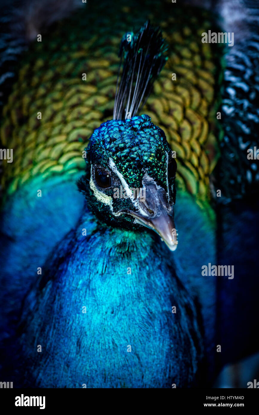 Ongoing personal project - Pierre the Peacock. Picture date: Wednesday ...