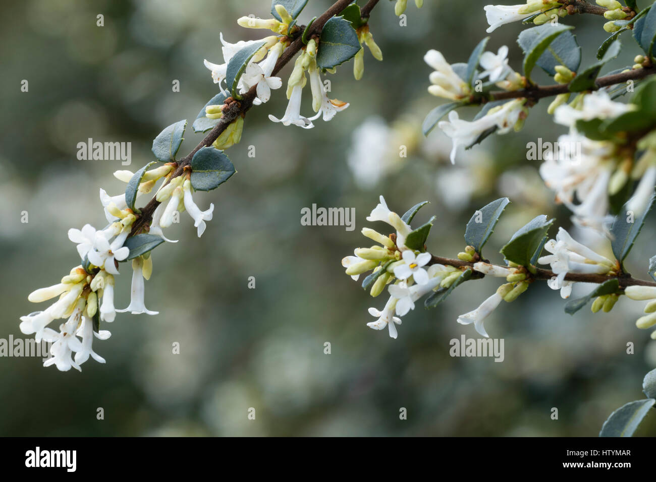 Fragrant white spring flowers adorn the drooping branches of the ...