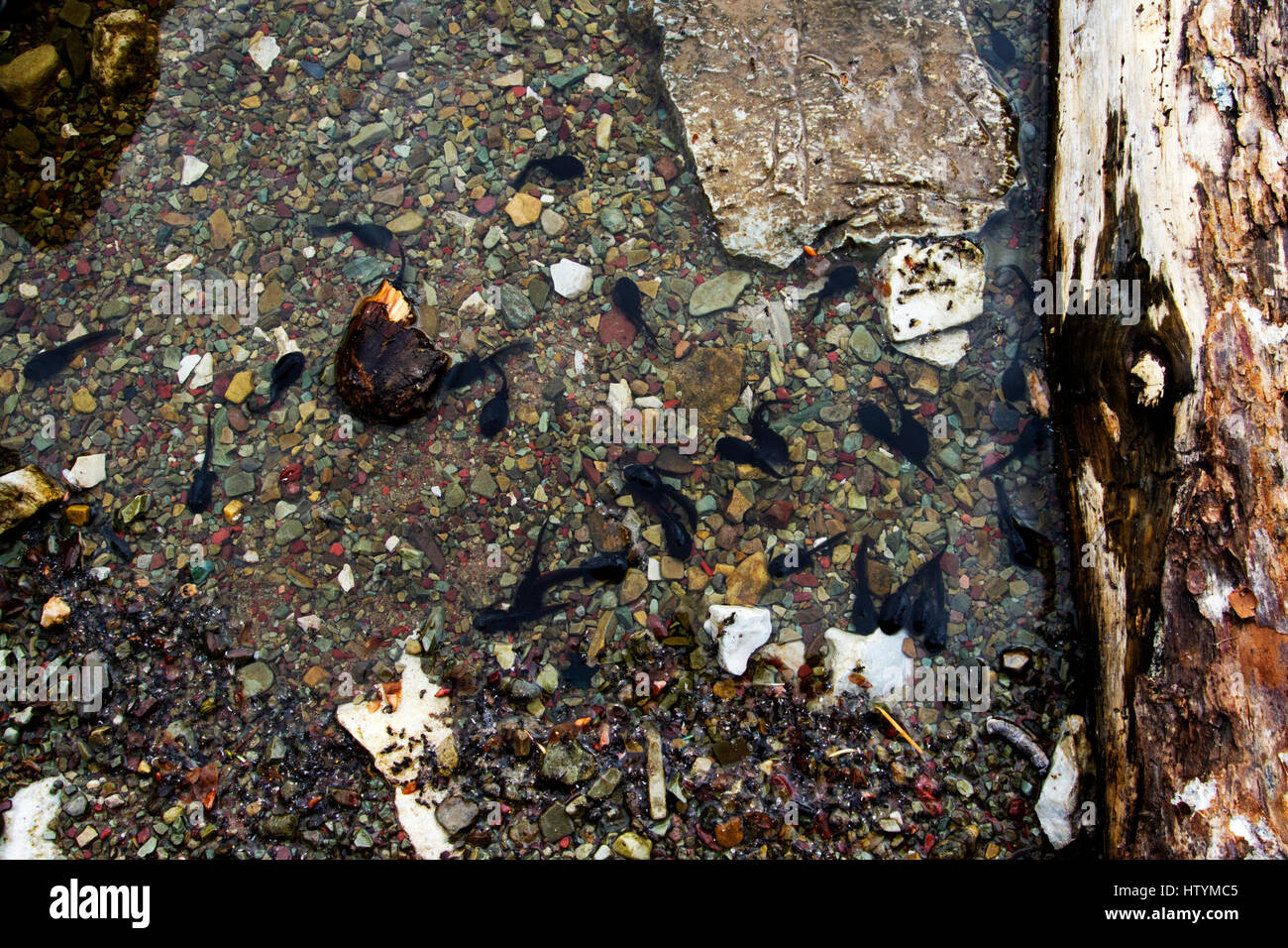 Tadpole hi-res stock photography and images - Alamy