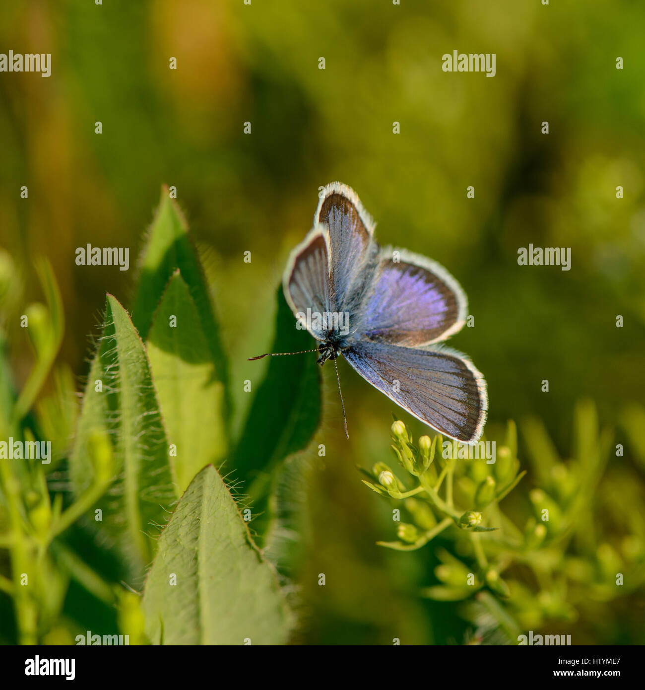 Fritillary collects nectar hi-res stock photography and images - Alamy