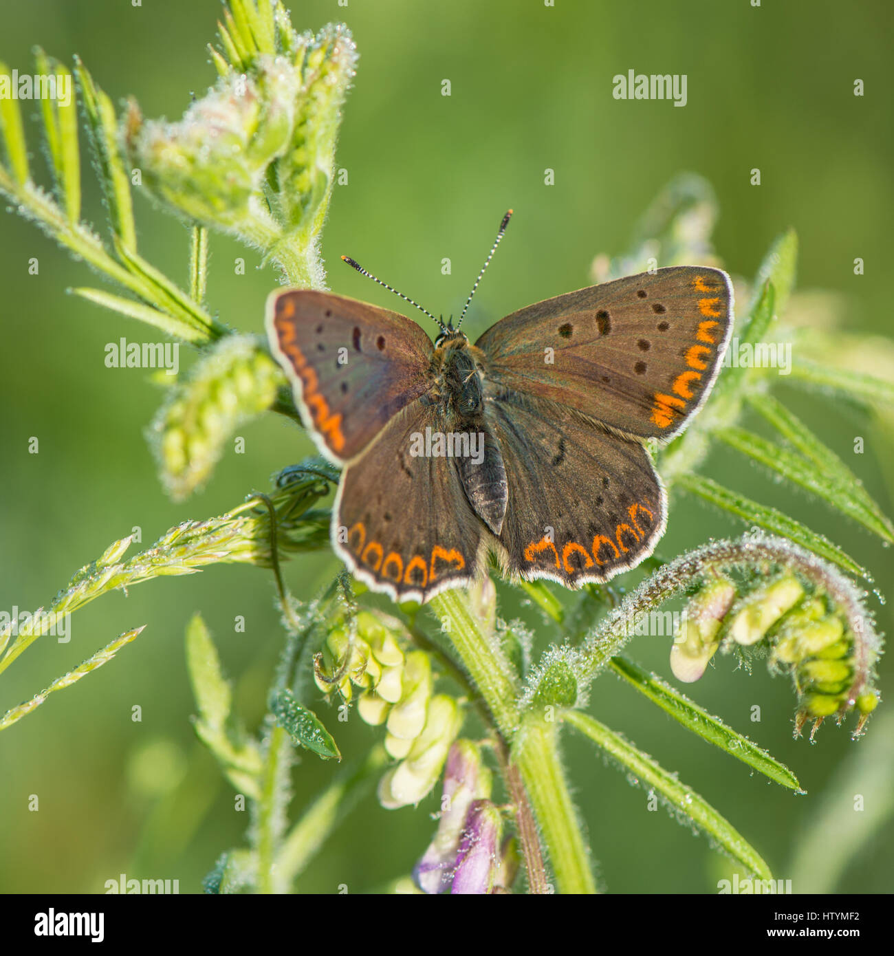 beautiful butterfly collects nectar from meadow flowers. Ukraine ...