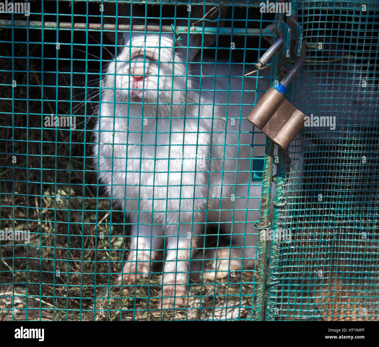 White rabbit sits in a cage behind a grid Stock Photo - Alamy