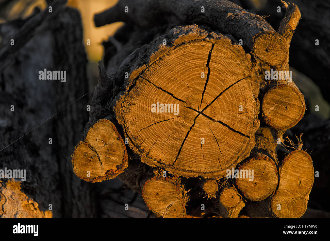 View of wood texture at the sunset Stock Photo - Alamy