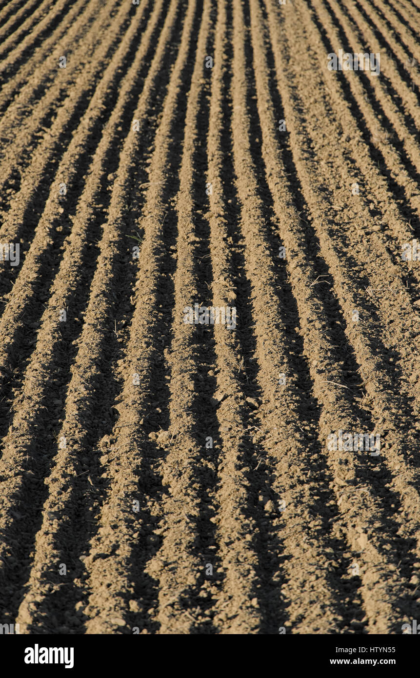 Sow seed furrow hi-res stock photography and images - Alamy