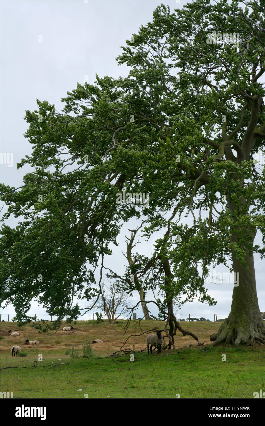 Sheep grazing trees hi-res stock photography and images - Alamy