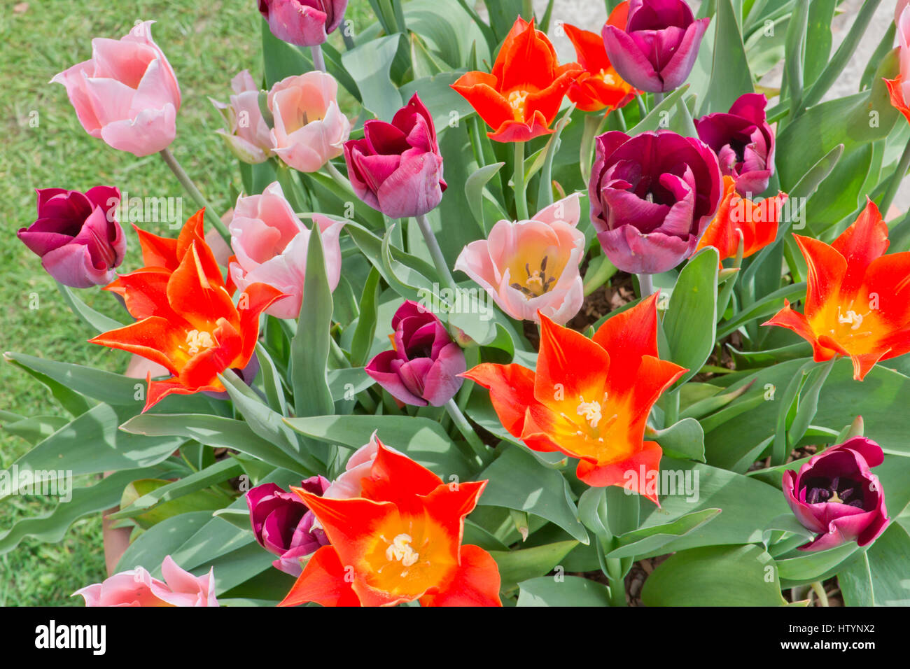 Mixed tulip colours hi-res stock photography and images - Alamy