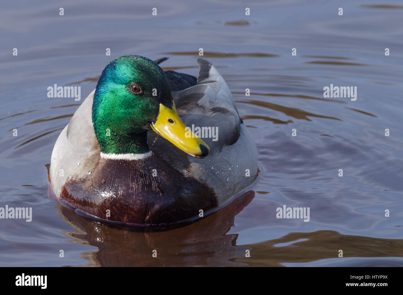 A duck in Eyeworth Pond Stock Photo - Alamy