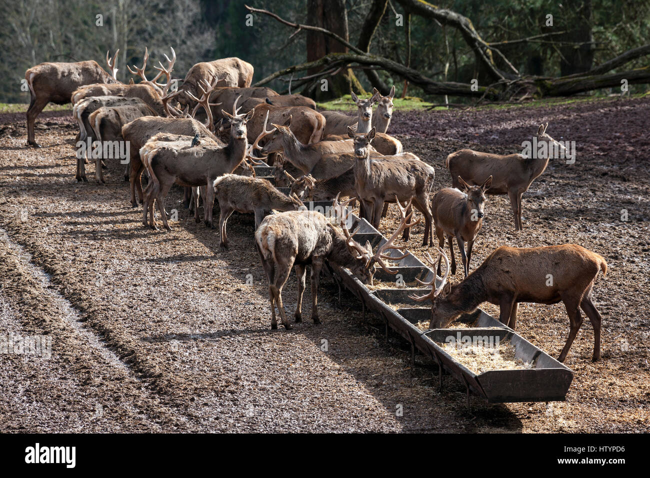 Feeding manger hi-res stock photography and images - Alamy