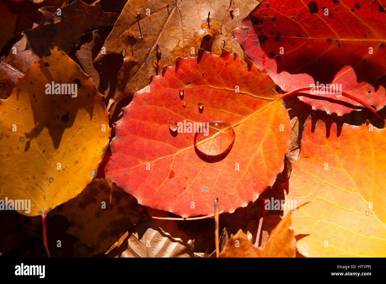 A red large tooth aspen leaf (Populus grandidentata) with drops of ...
