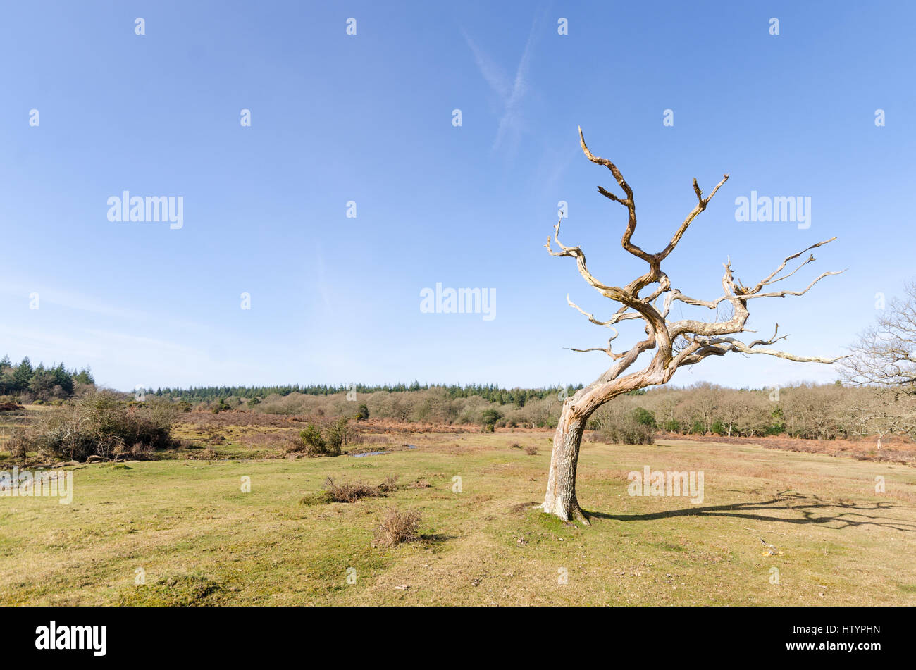 Linwood, new forest hi-res stock photography and images - Alamy