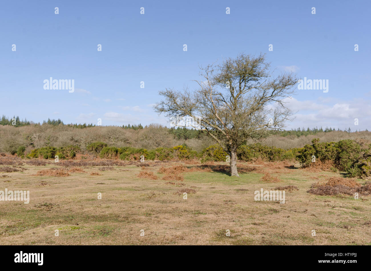 The landscape near Linwood Bottom, New Forest Nationa Park Stock Photo ...