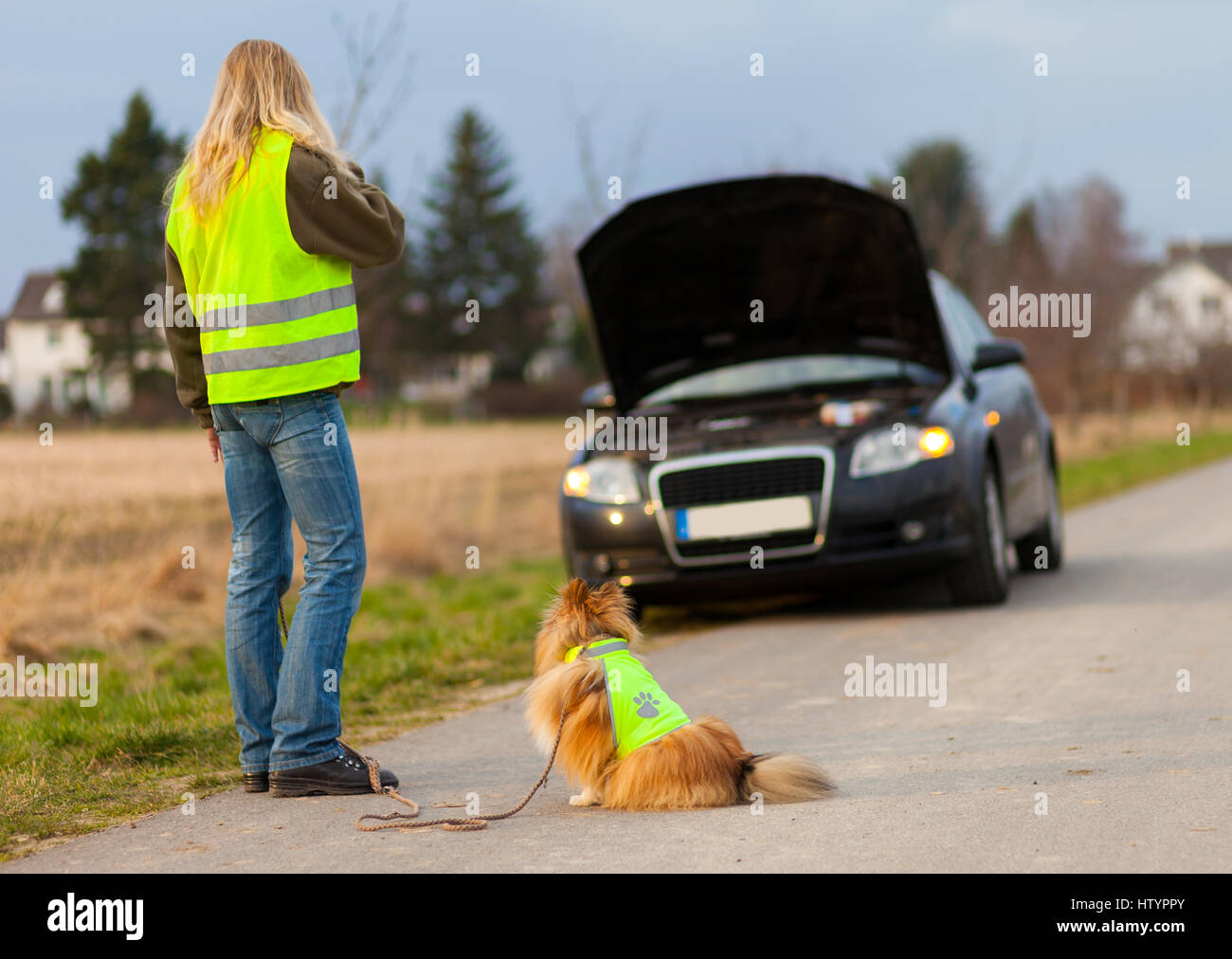 Do Dogs Die In Car Accidents