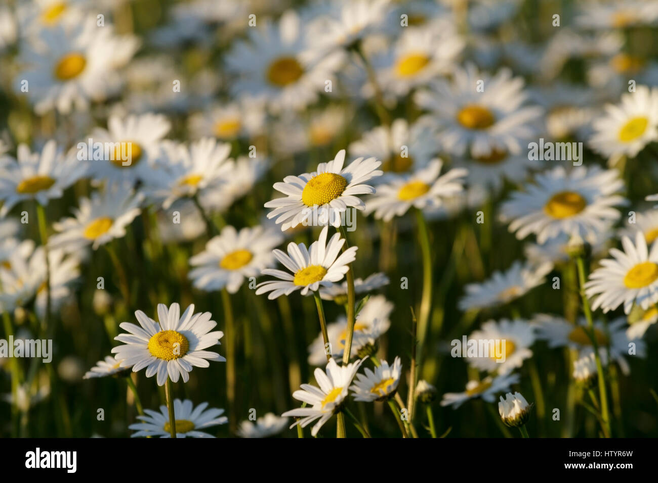 Daisy with stem hi-res stock photography and images - Alamy