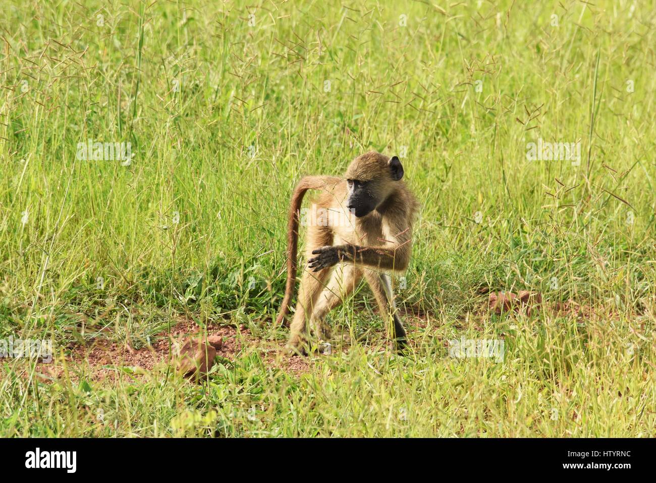 Monkey hand foot hi-res stock photography and images - Alamy