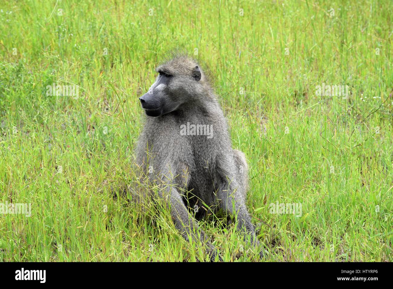 Olive baboon climbing tree hi-res stock photography and images - Alamy