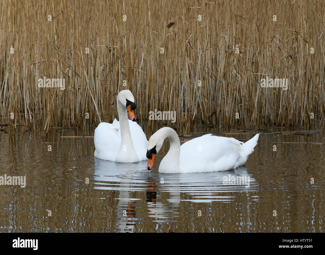 Basal knob of mute swan hi-res stock photography and images - Alamy