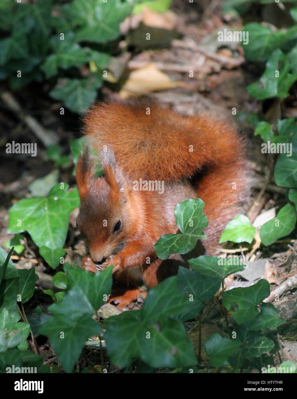 Squirrel with acorn hi-res stock photography and images - Alamy