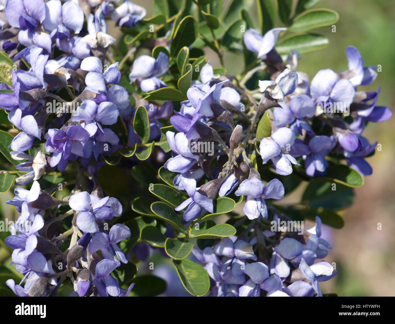 Dallas red rose hi-res stock photography and images - Alamy