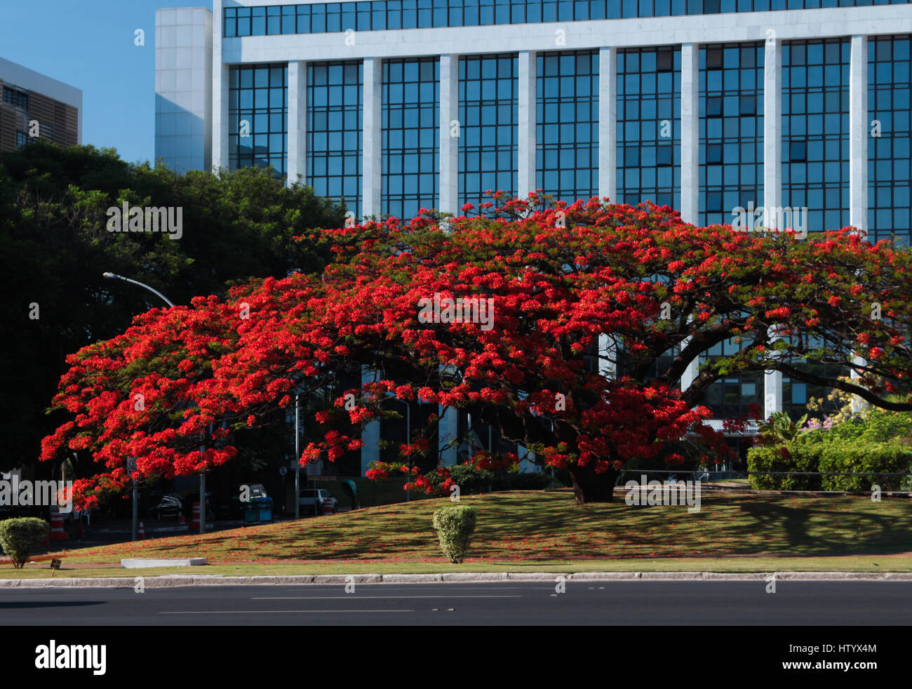 Brasilian Public Building: Flame tree at TJDF square, Federal district ...