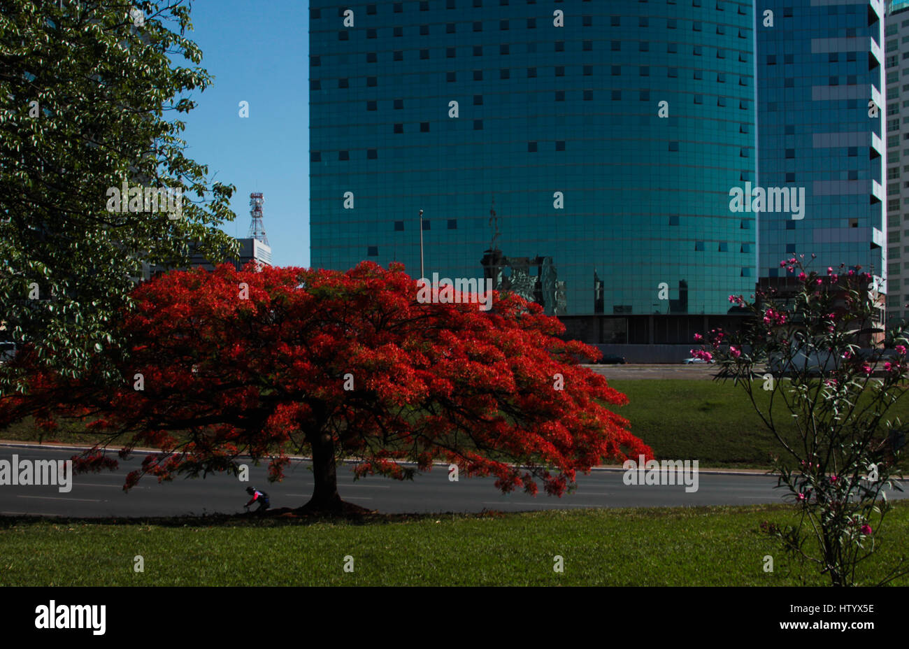 Flame tree (Delonix regia) in front of modern building, Brasilia, DF ...