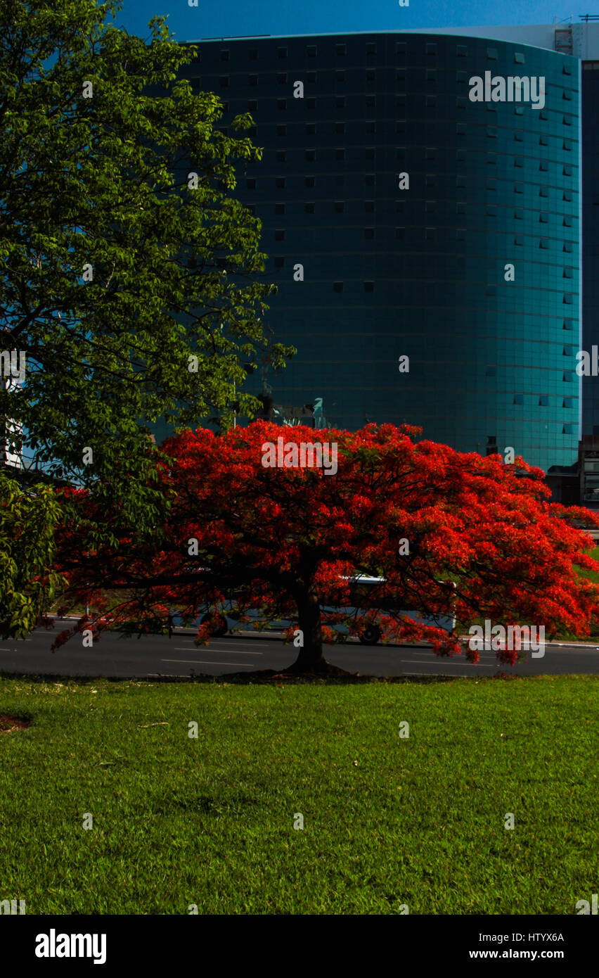Flame tree (Delonix regia) in front of modern building, Brasilia, DF ...