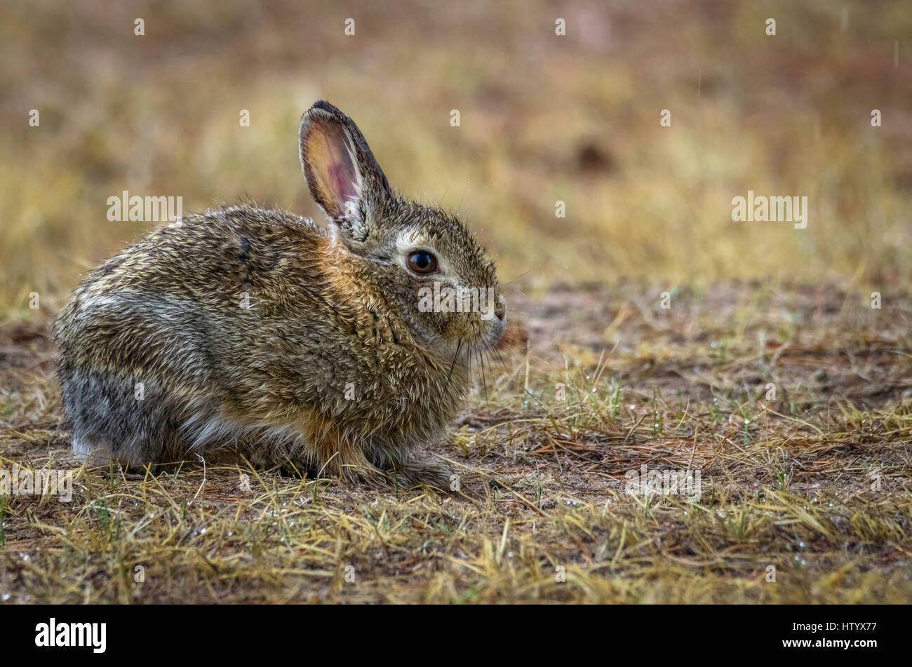 Closeup of a wild cottontail bunny rabbit with rain drops on fur. Field ...