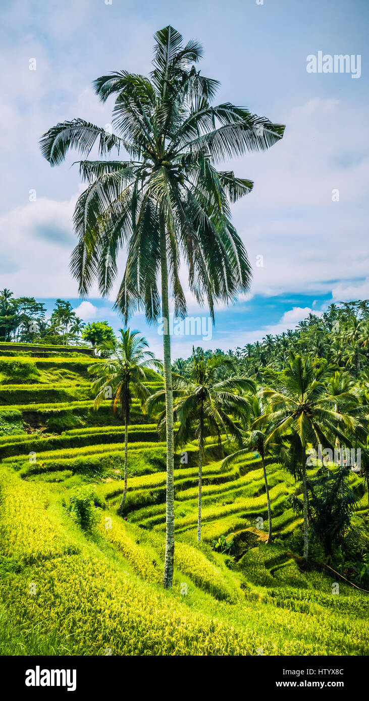 Lonely Nice Tall Palm with Big Branches in Amazing Tegalalang Rice ...
