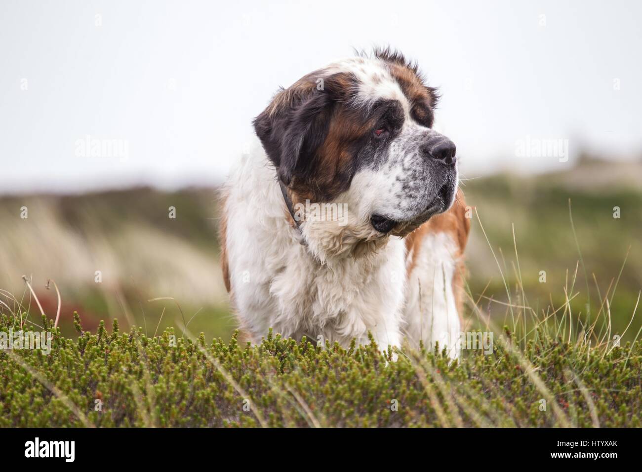 Saint Bernard Portrait Stock Photo - Alamy