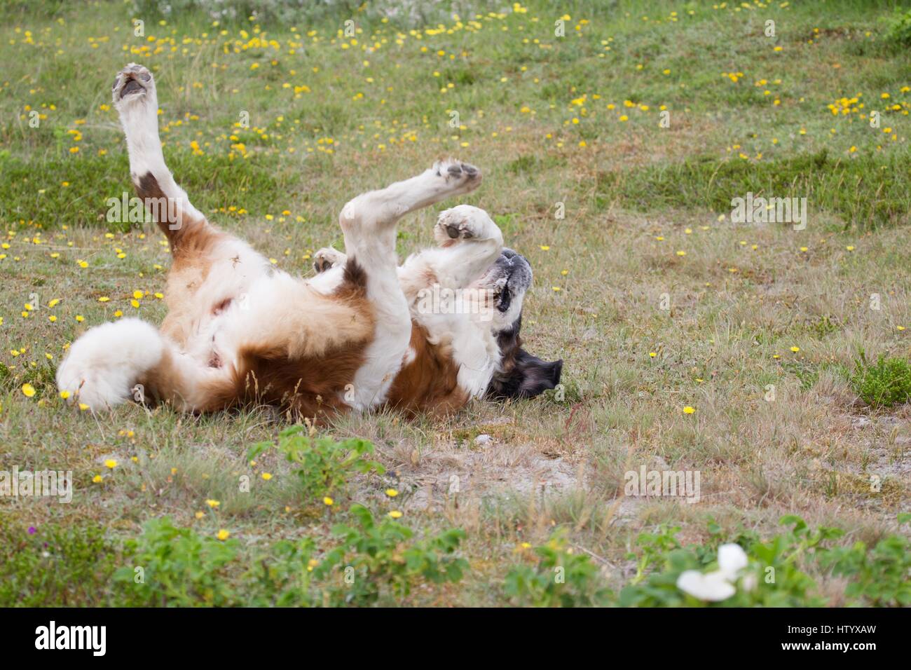 rolling Saint Bernard Stock Photo - Alamy